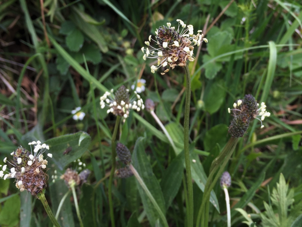 Ribwort Plantain - Wild Food UK