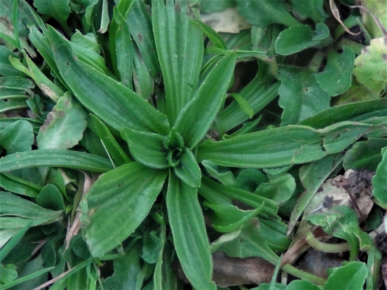 Ribwort Plantain - Wild Food UK