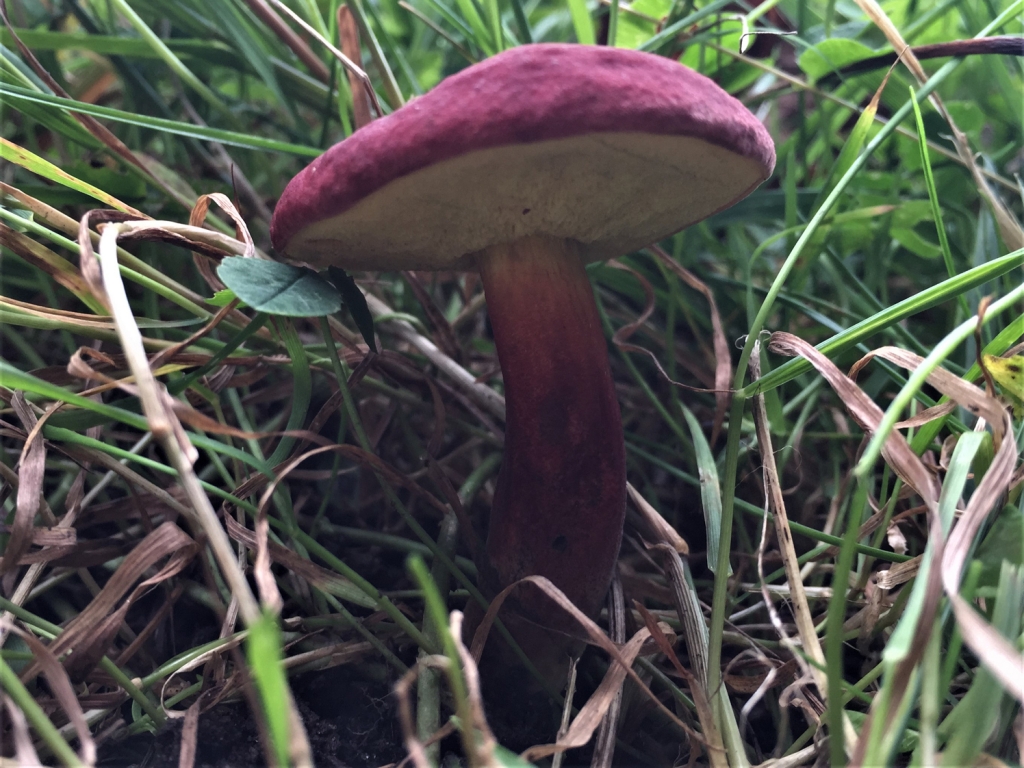 Ruby Bolete - Wild Food UK