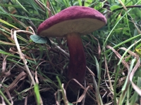 Ruby Bolete
