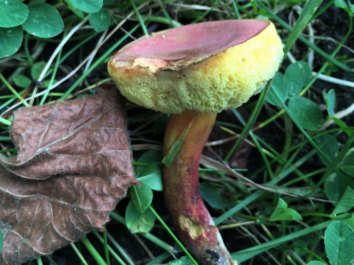 Ruby Bolete - Wild Food UK