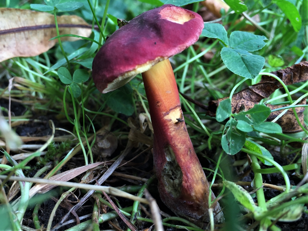 Ruby Bolete - Wild Food UK
