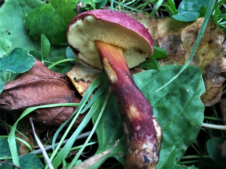 Ruby Bolete - Wild Food UK