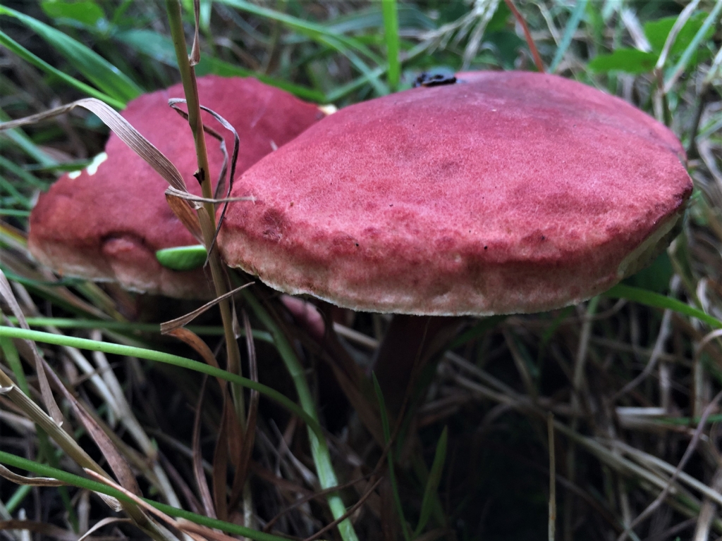 Ruby Bolete - Wild Food UK