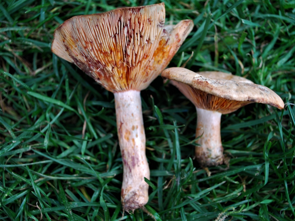 Saffron Milkcap - Wild Food UK