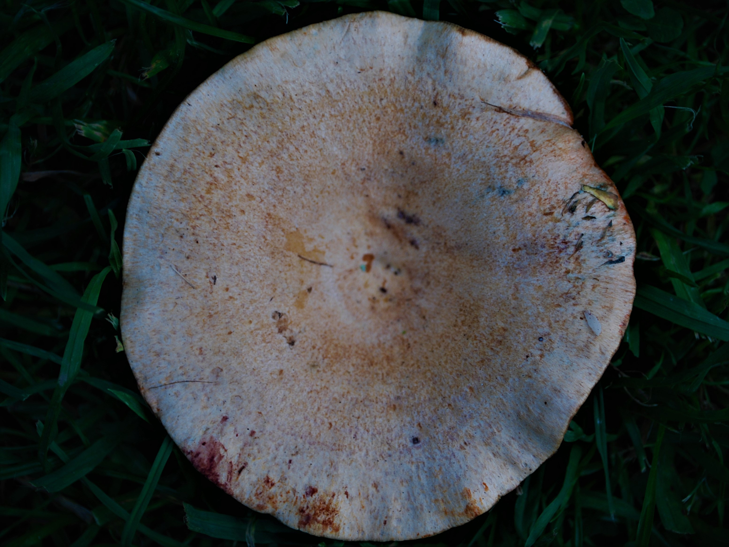 Saffron Milkcap