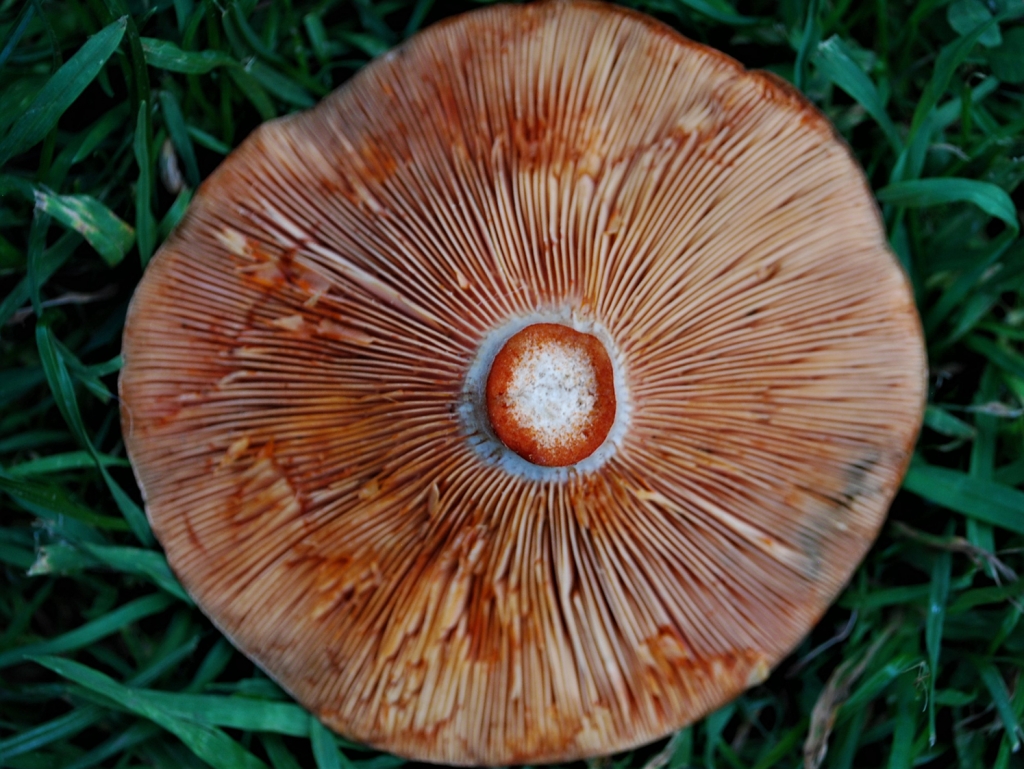 Saffron Milkcap
