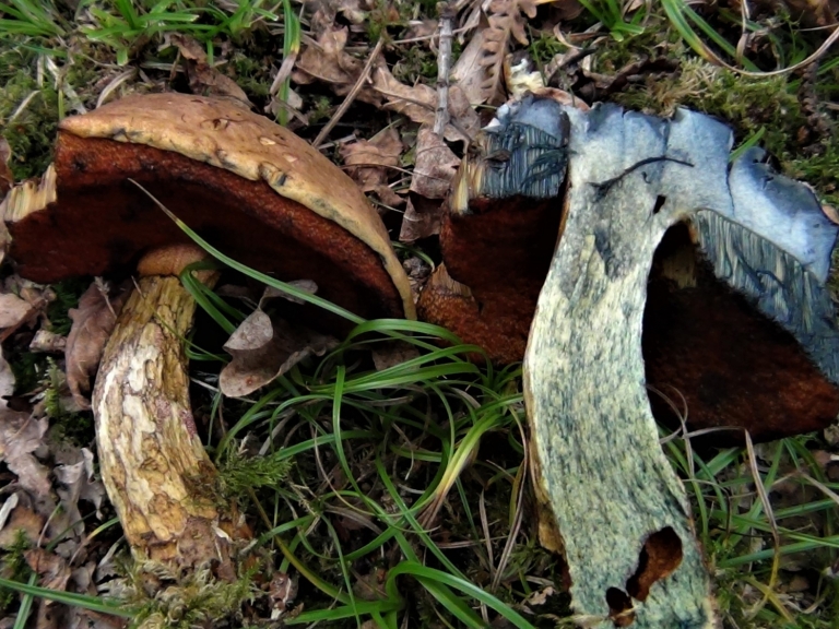 Scarletina Bolete - Wild Food UK