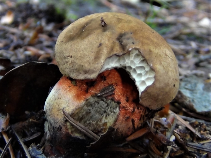 Scarletina Bolete - Wild Food UK