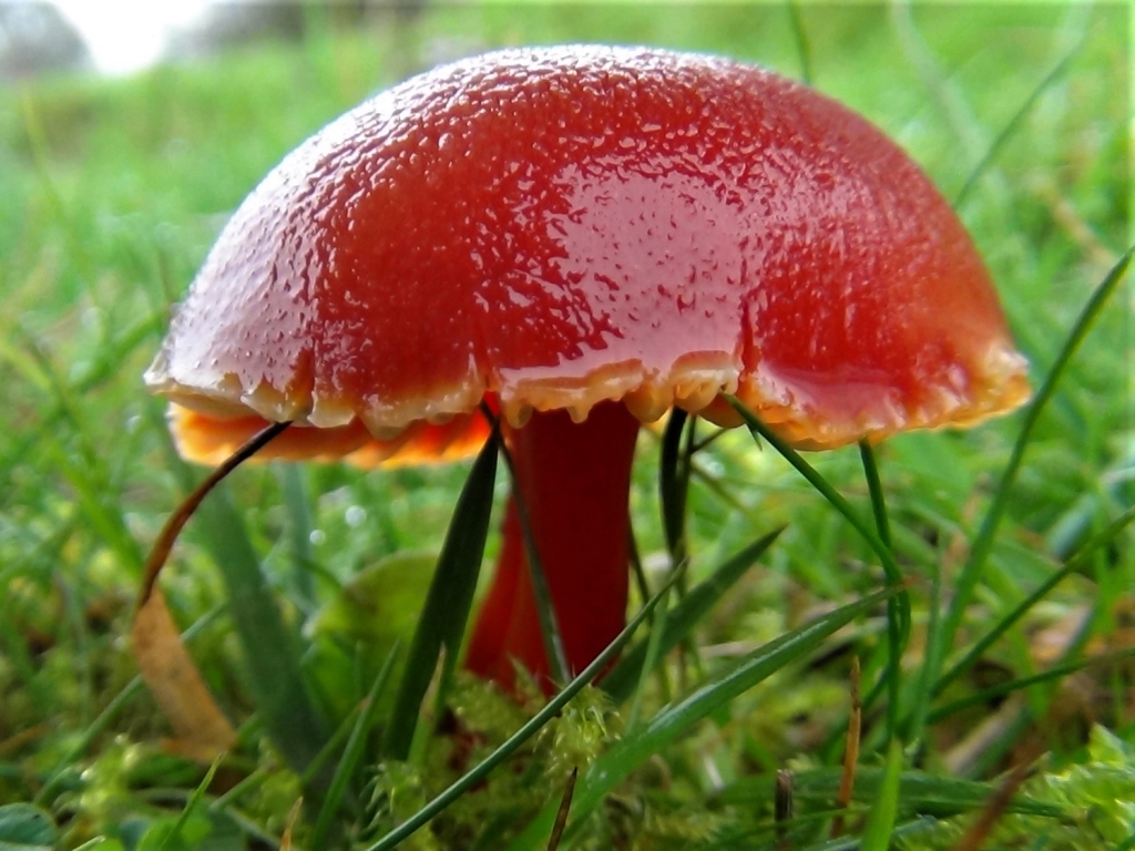 Scarlet Waxcap - Wild Food UK