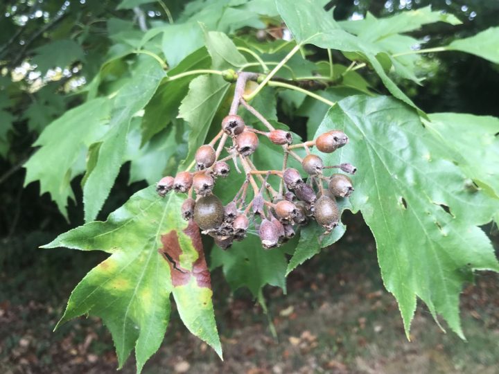 Wild Service Tree - Wild Food UK