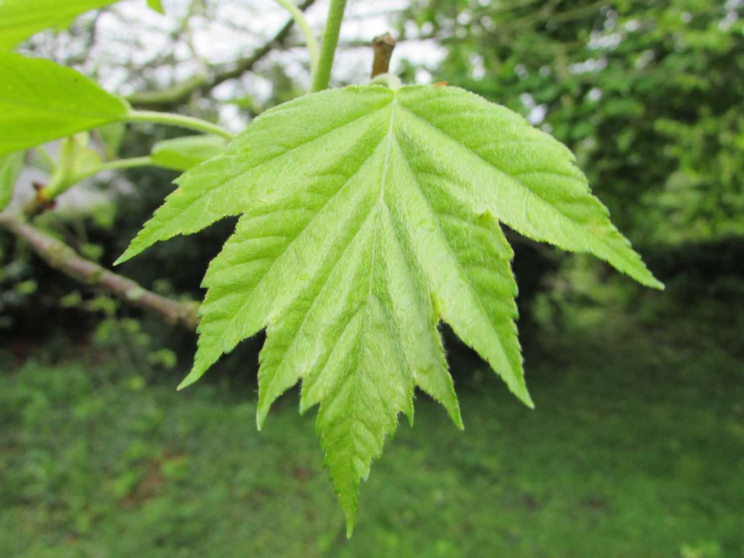 Wild Service Tree - Wild Food UK