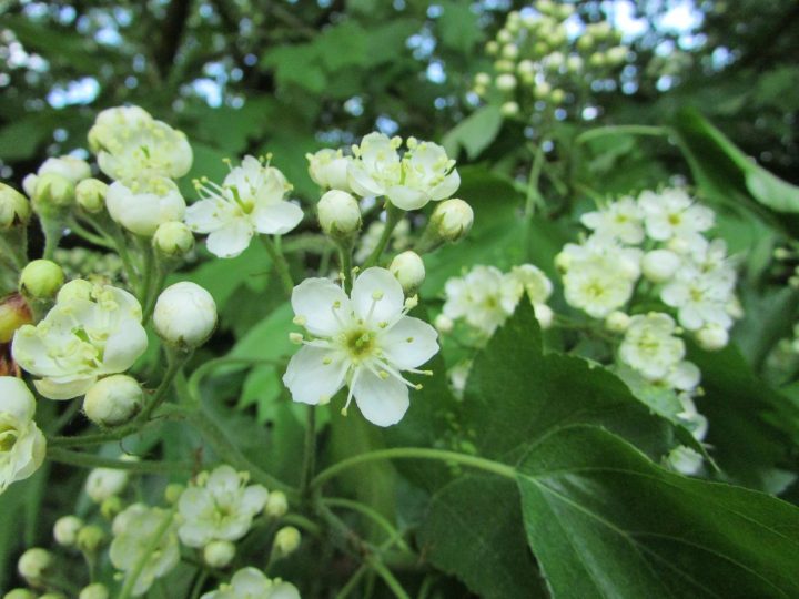 Wild Service Tree - Wild Food UK