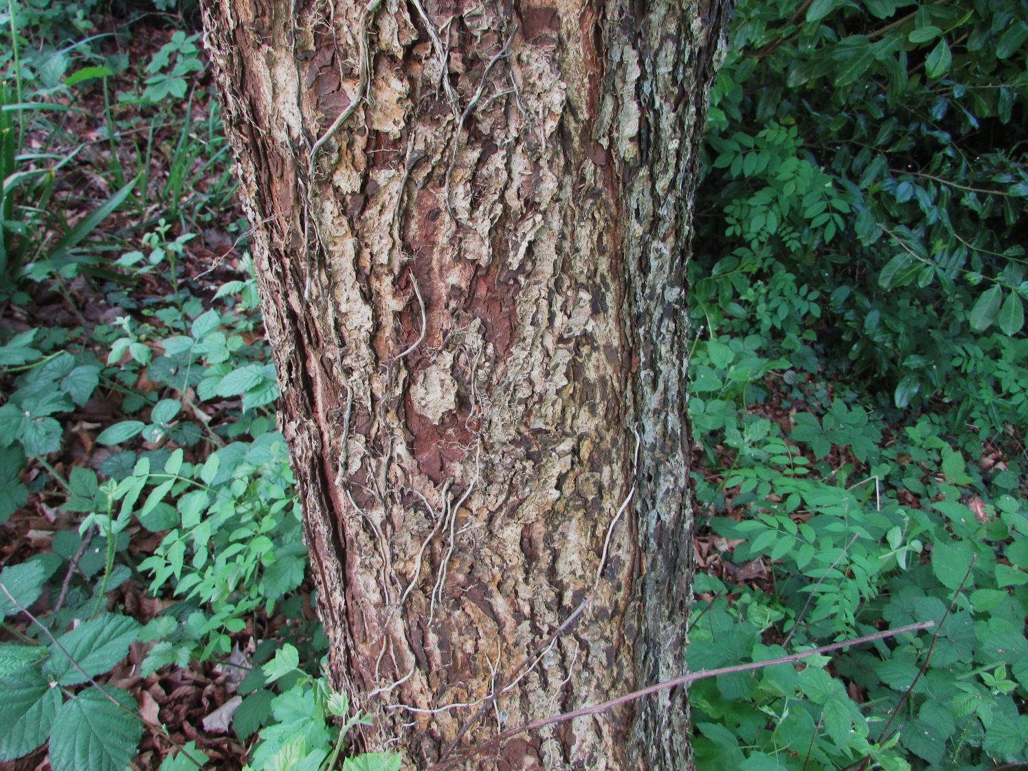 Wild Service Tree - Wild Food UK