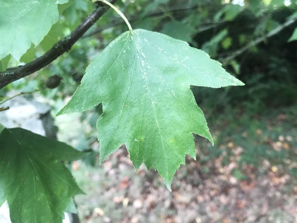Wild Service Tree - Wild Food UK