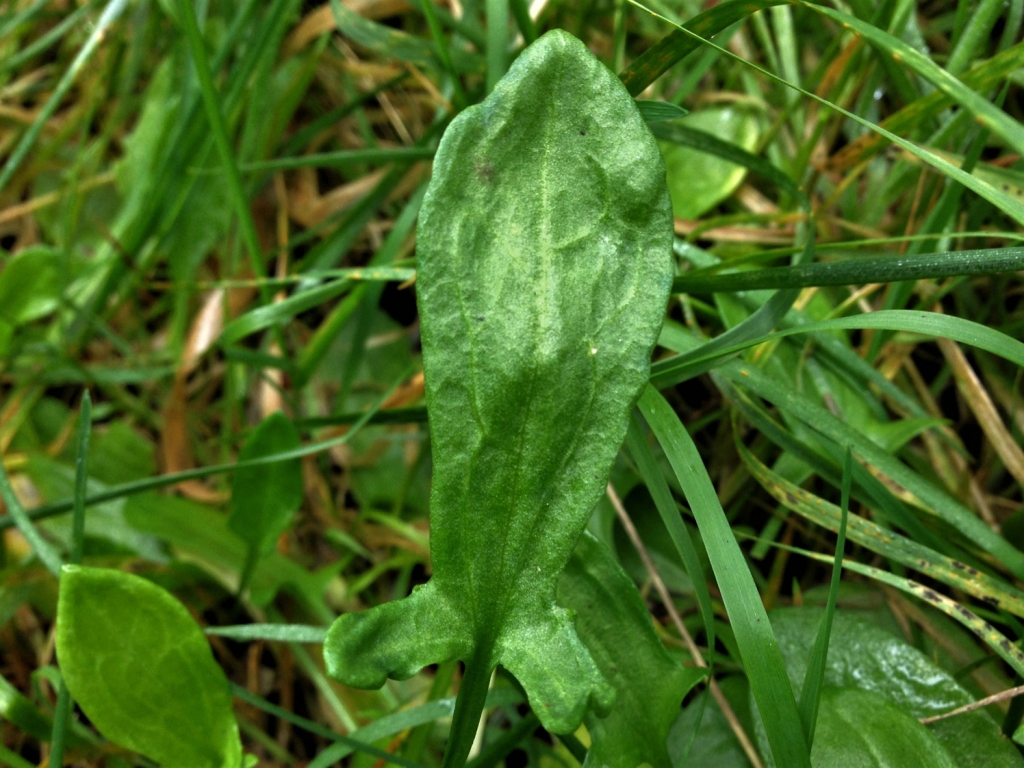Sheep’s Sorrel - Wild Food UK