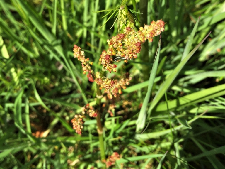 Sheep’s Sorrel - Wild Food UK