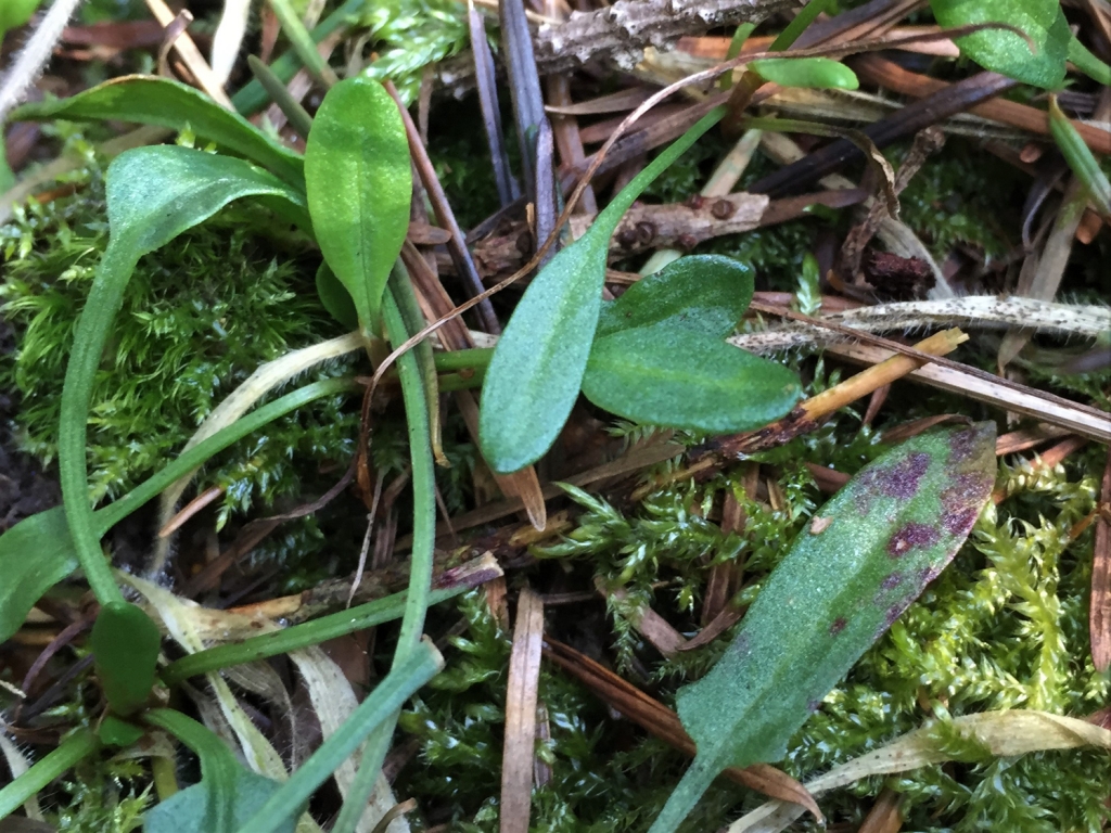 Sheep’s Sorrel - Wild Food UK