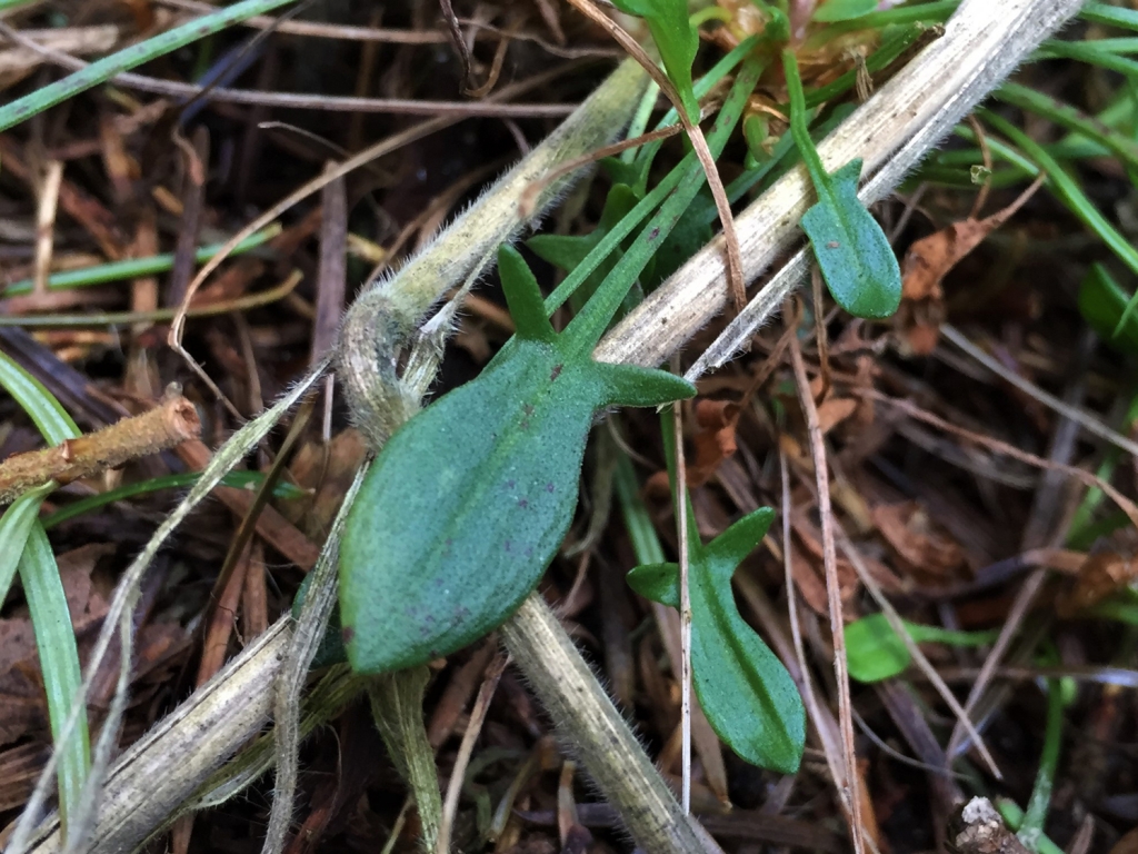 Sheep’s Sorrel - Wild Food UK