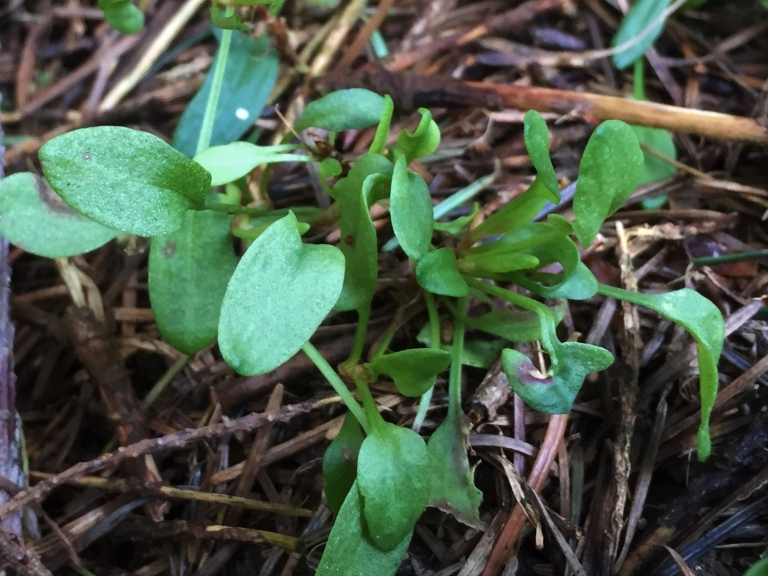 Sheep’s Sorrel - Wild Food UK