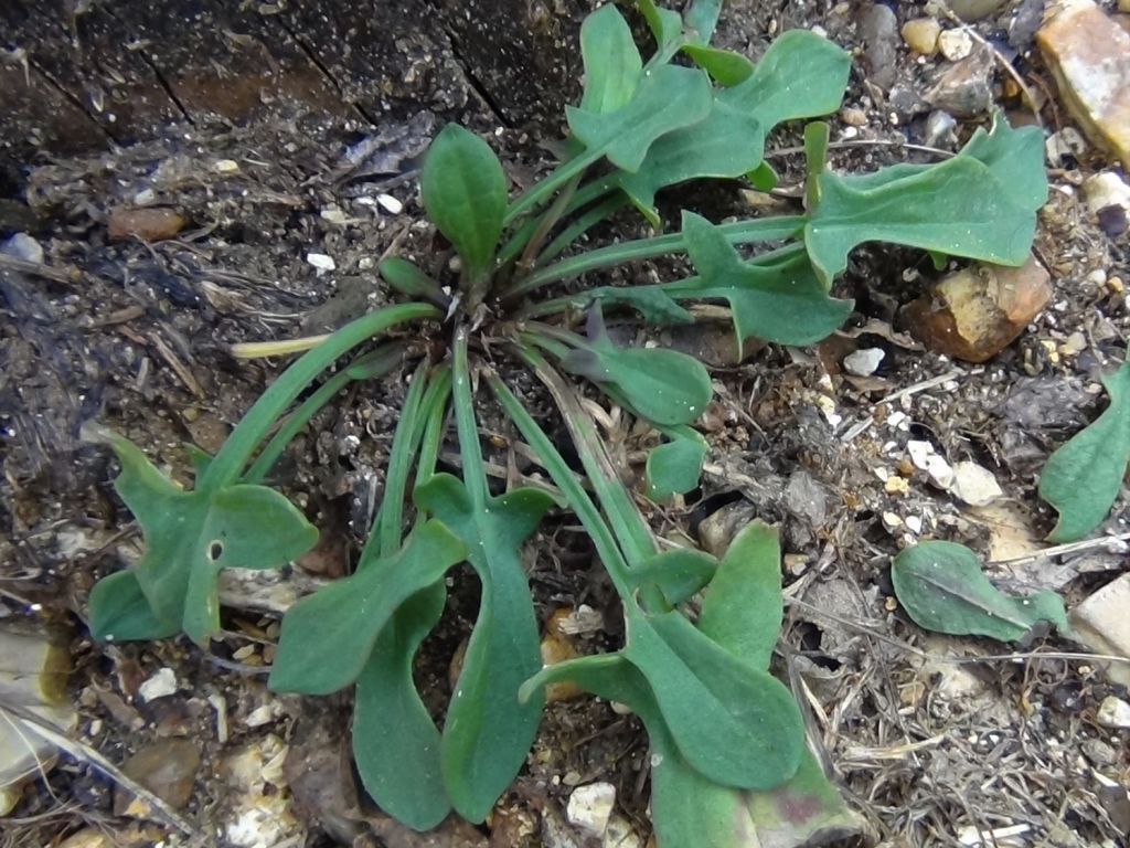Sheep’s Sorrel - Wild Food UK
