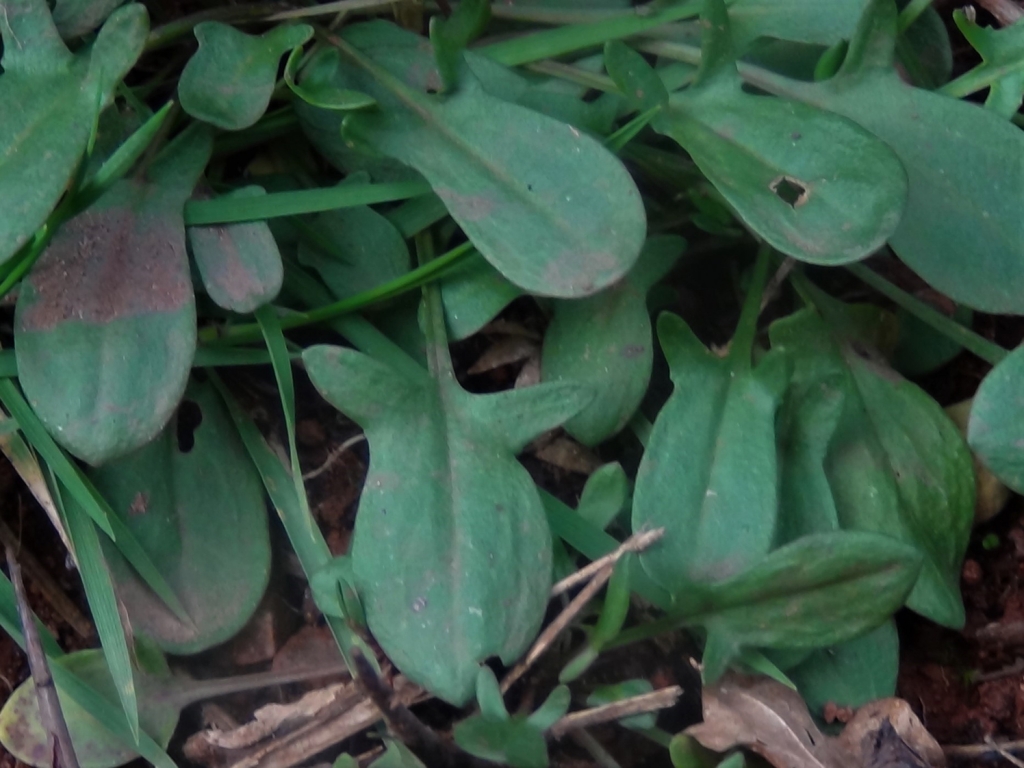 Sheep’s Sorrel - Wild Food UK