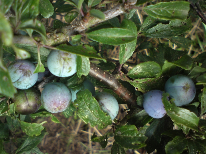 Blackthorn (Sloe) - Wild Food UK