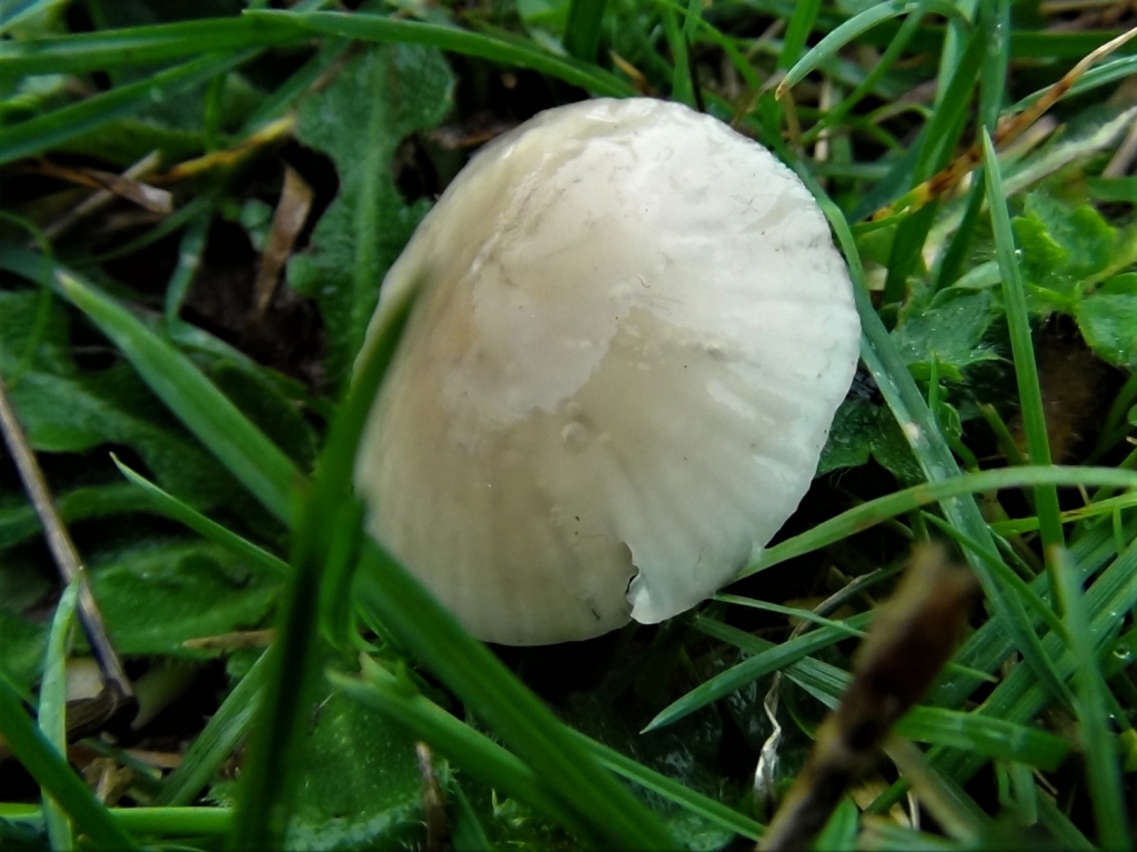Snowy Waxcap - Wild Food UK
