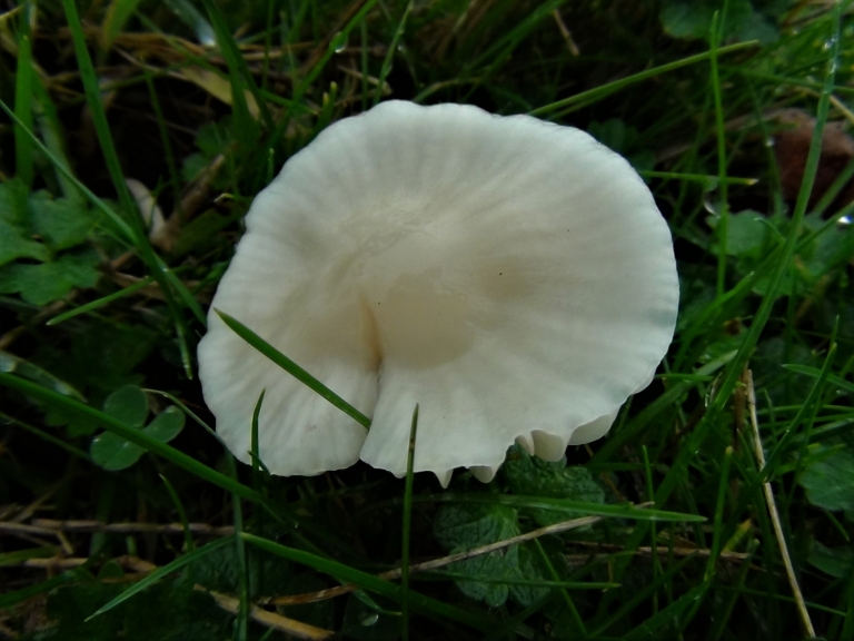 Snowy Waxcap - Wild Food UK