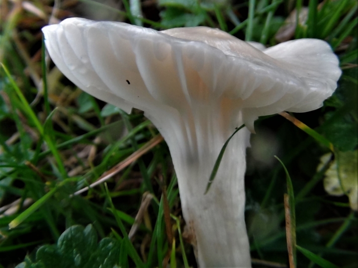 Snowy Waxcap - Wild Food UK