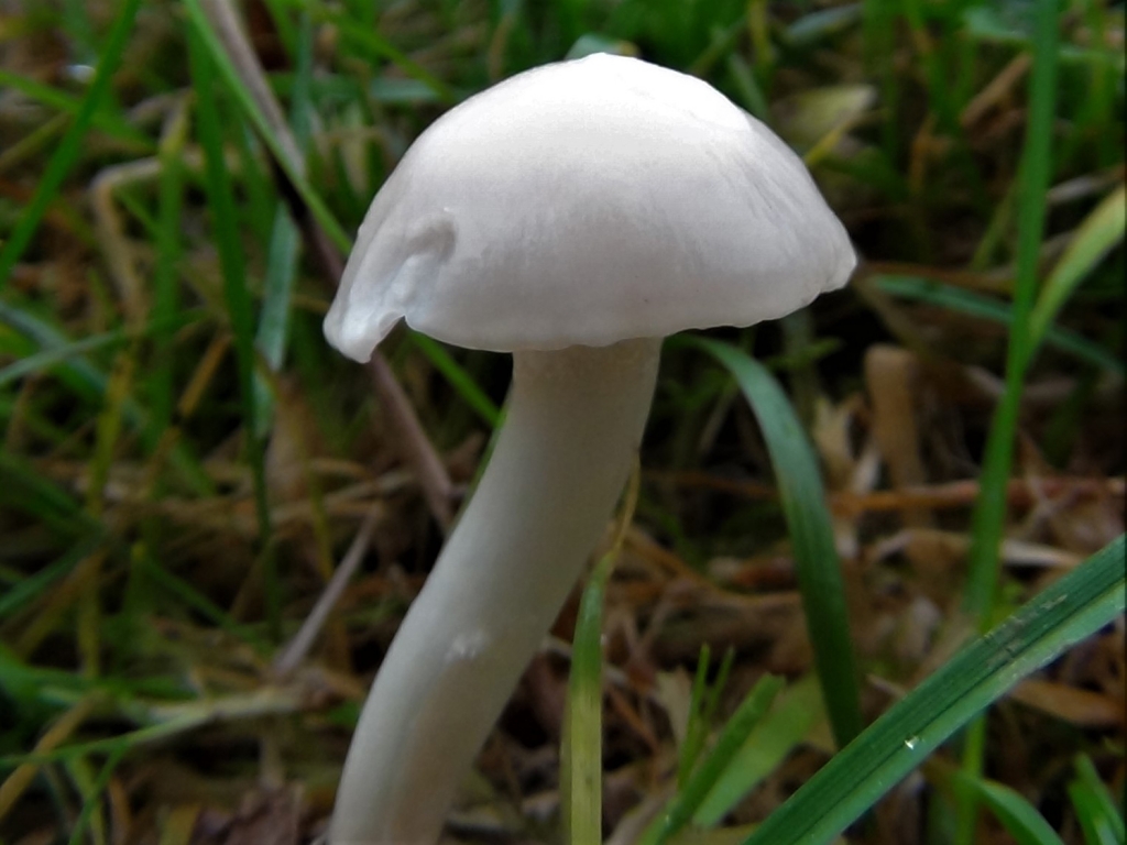 Snowy Waxcap - Wild Food UK