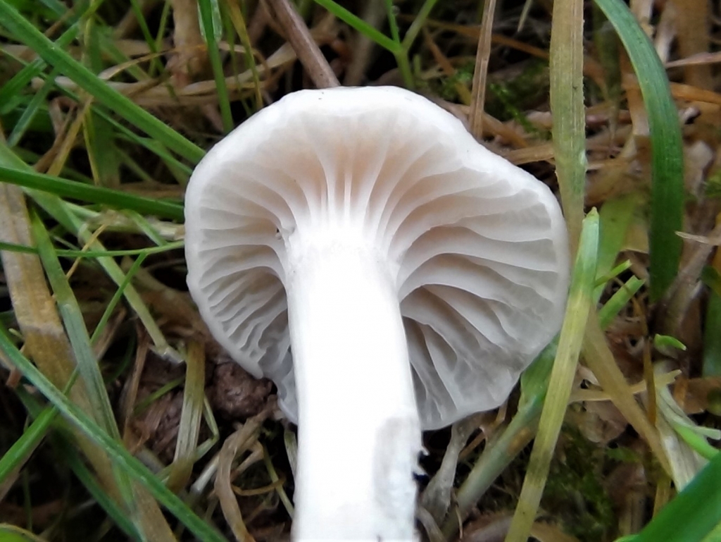 Snowy Waxcap - Wild Food UK