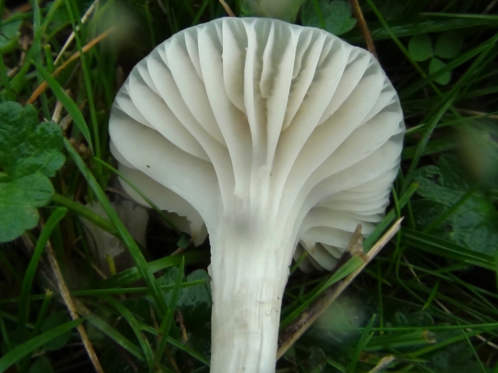 Snowy Waxcap - Wild Food UK