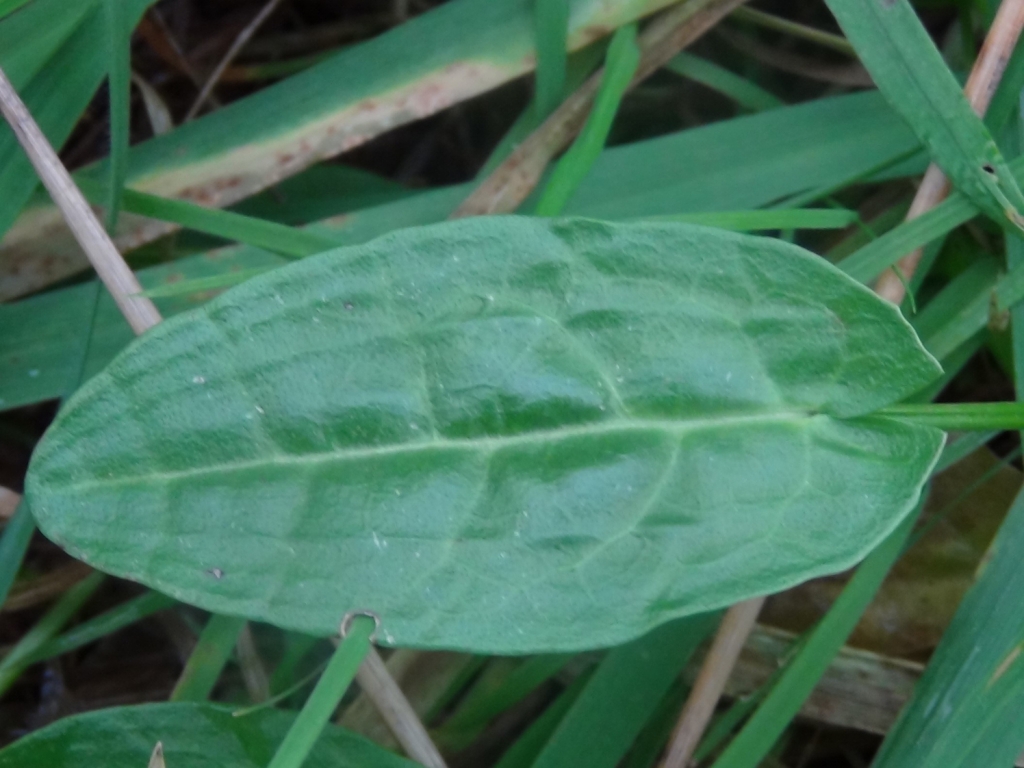 Common Sorrel - Wild Food UK