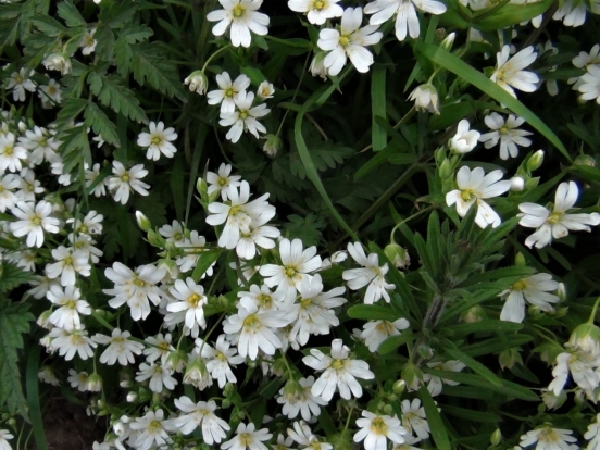 Greater Stitchwort - Wild Food UK