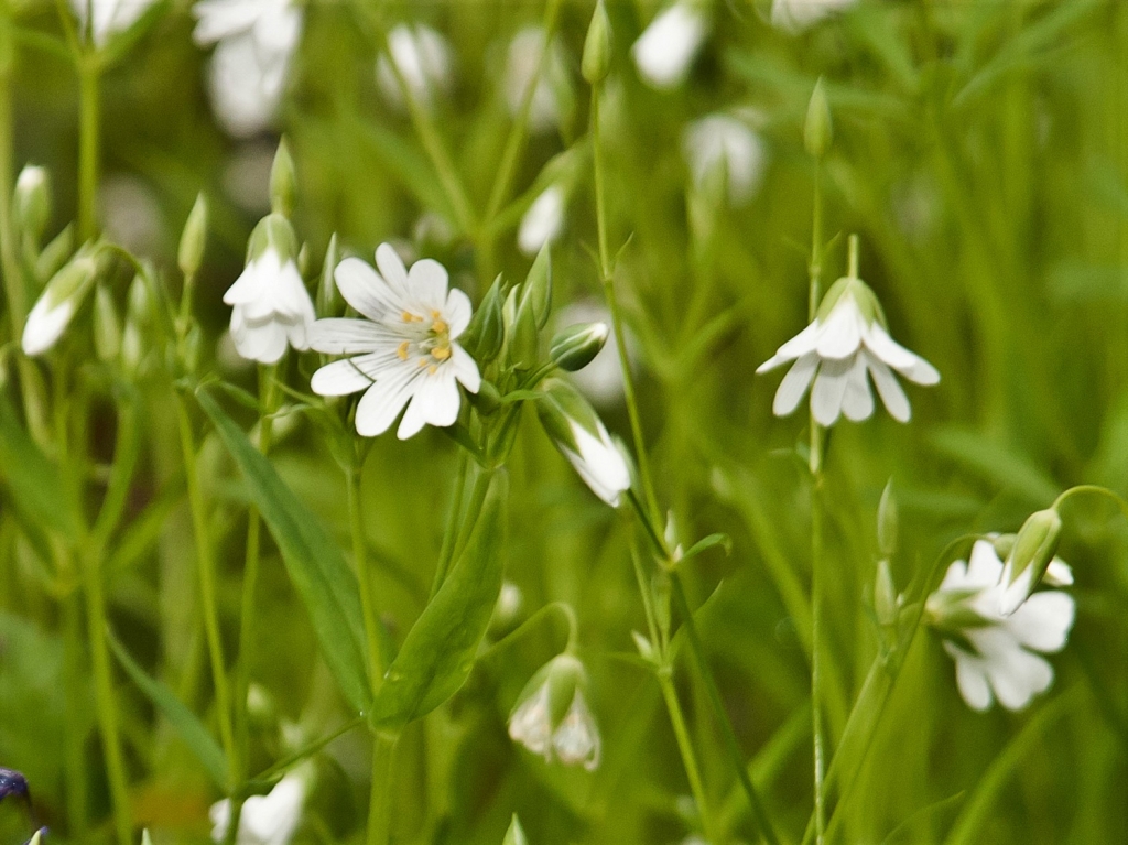 Greater Stitchwort - Wild Food UK