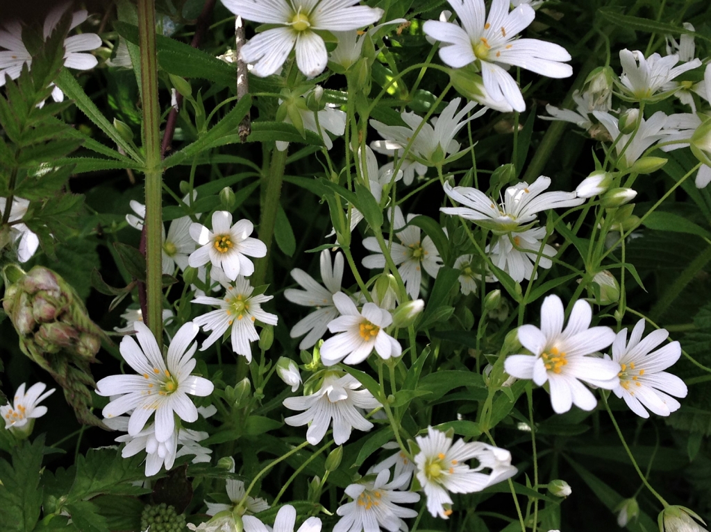 Greater Stitchwort - Wild Food UK