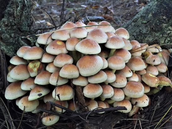 Sulphur Tuft - Wild Food UK