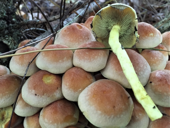 Sulphur Tuft - Wild Food UK