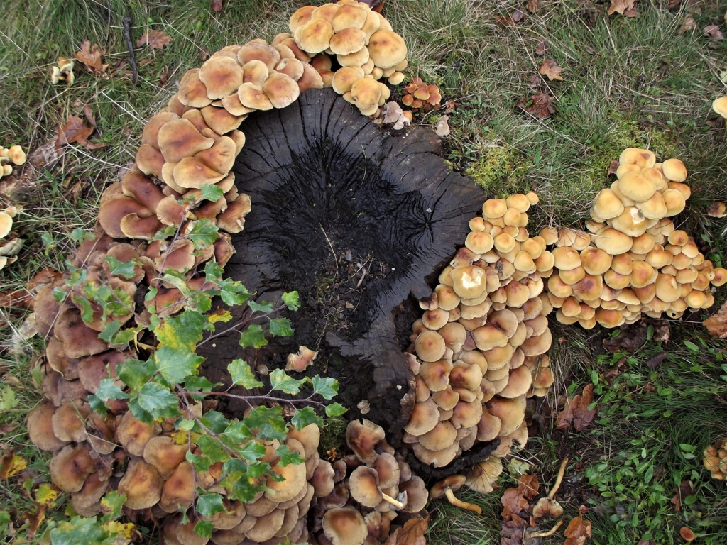Sulphur Tuft - Wild Food UK