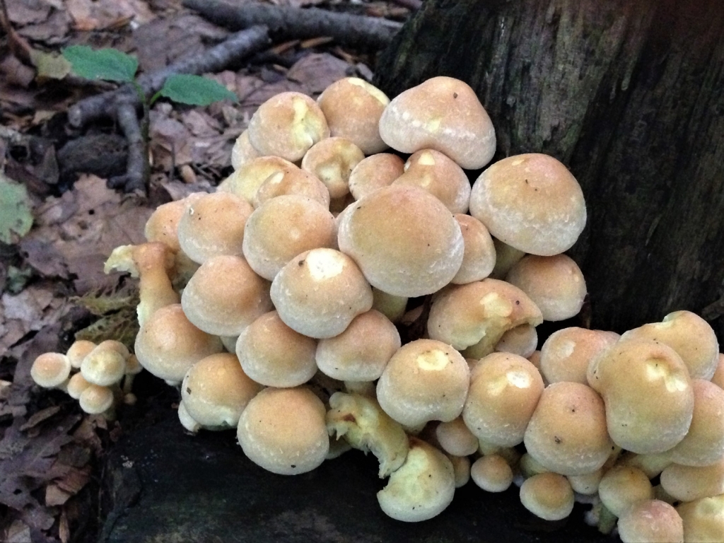 Sulphur Tuft - Wild Food UK