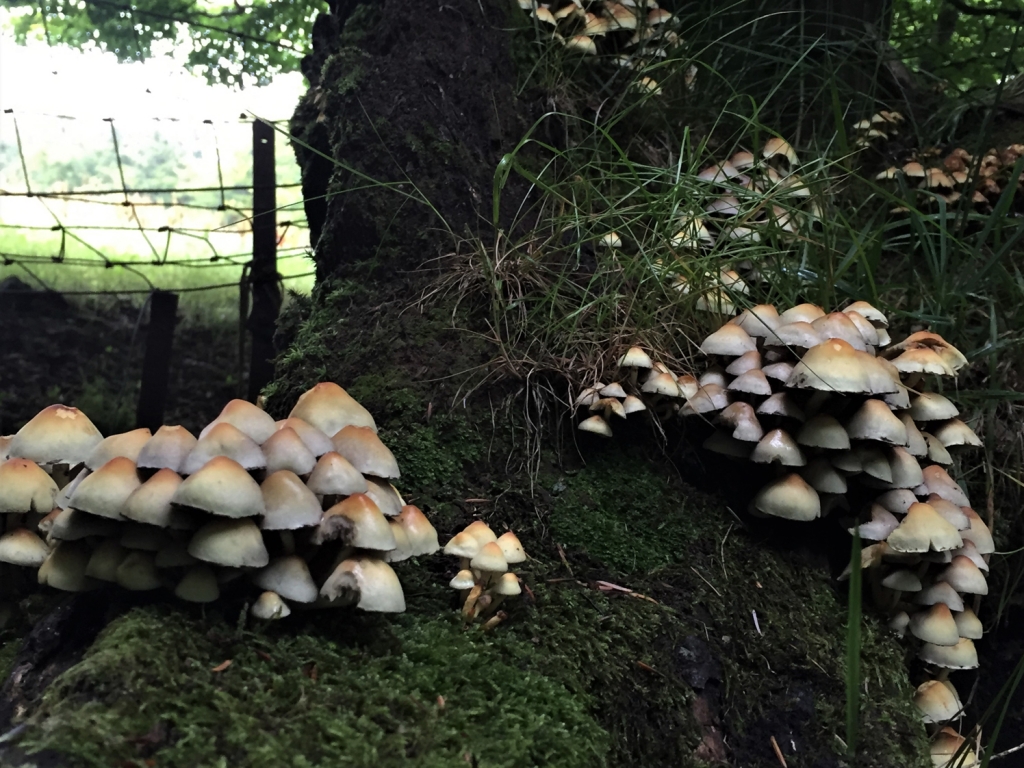 Sulphur Tuft - Wild Food UK