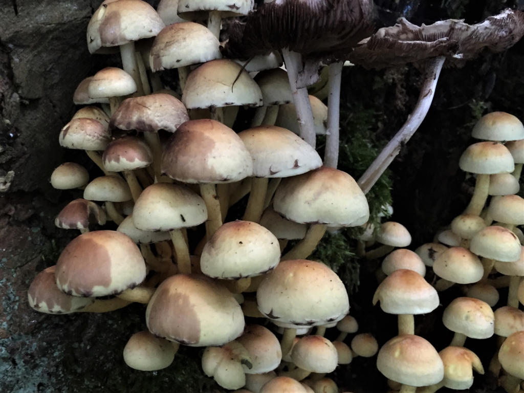 Sulphur Tuft - Wild Food UK