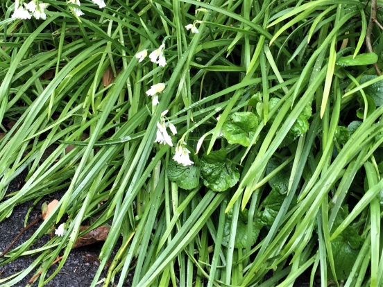 Three-Cornered Leek - Wild Food UK