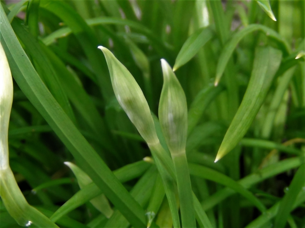 Three-Cornered Leek - Wild Food UK