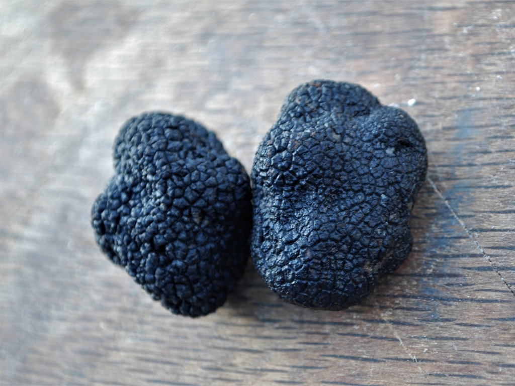 Truffles - Wild Food UK