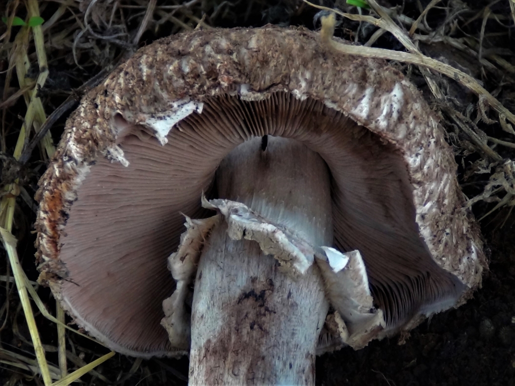 Medusa Mushroom - Wild Food UK