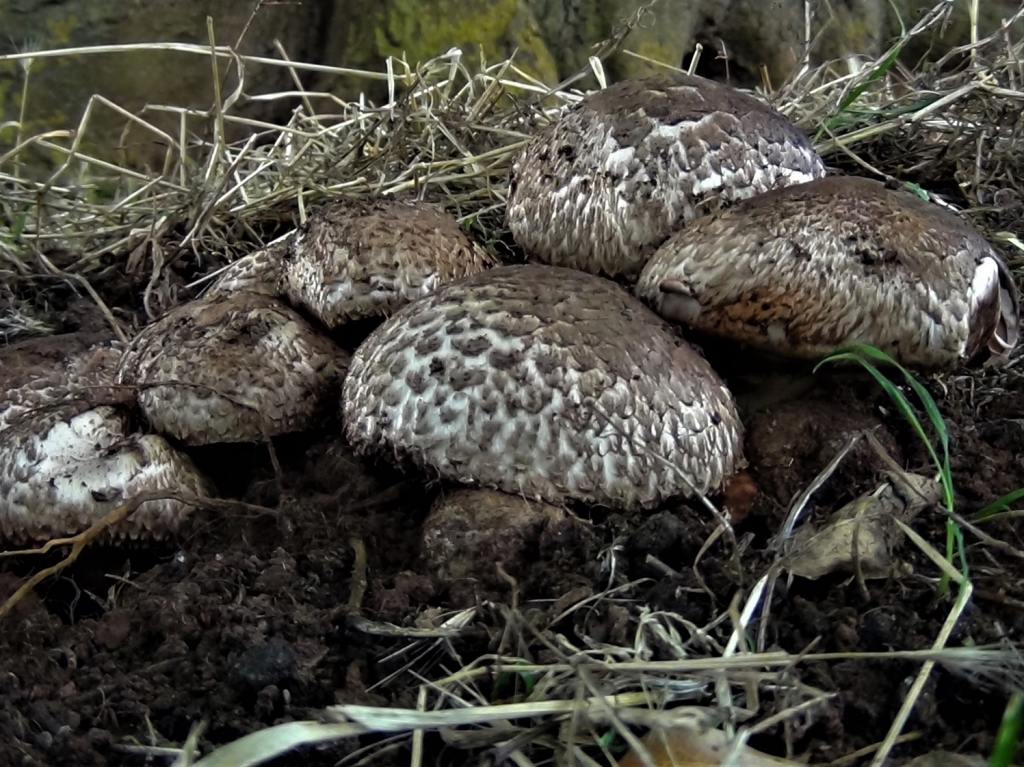 Medusa Mushroom - Wild Food UK