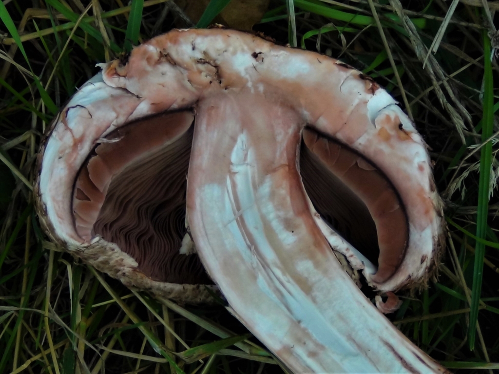 Medusa Mushroom - Wild Food UK