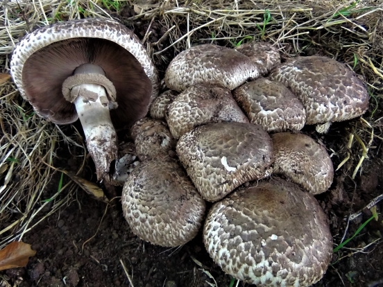 Medusa Mushroom - Wild Food UK